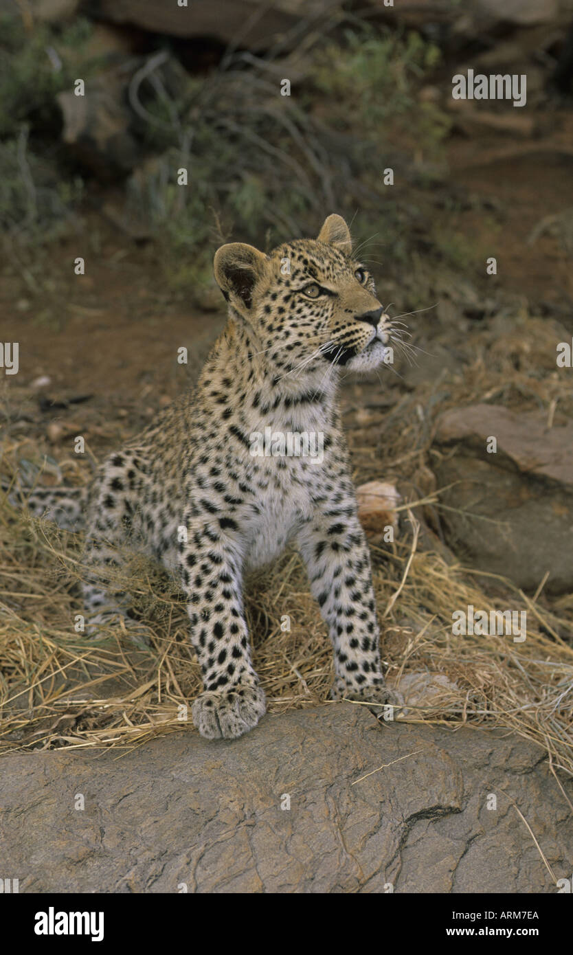 Curious leopard cub hi-res stock photography and images - Alamy