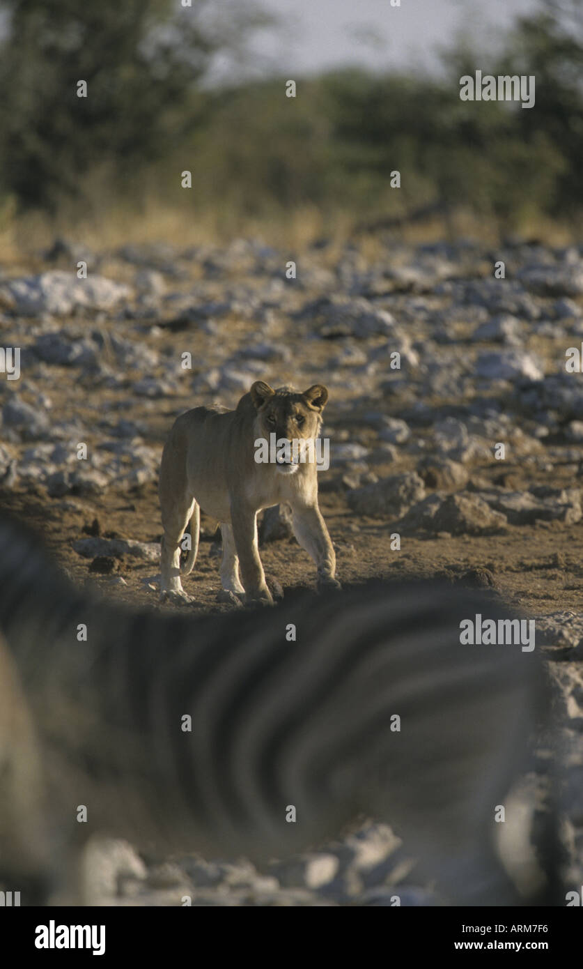 LIONESS HUNTING ZEBRA NAMIBIA AFRICA Stock Photo - Alamy
