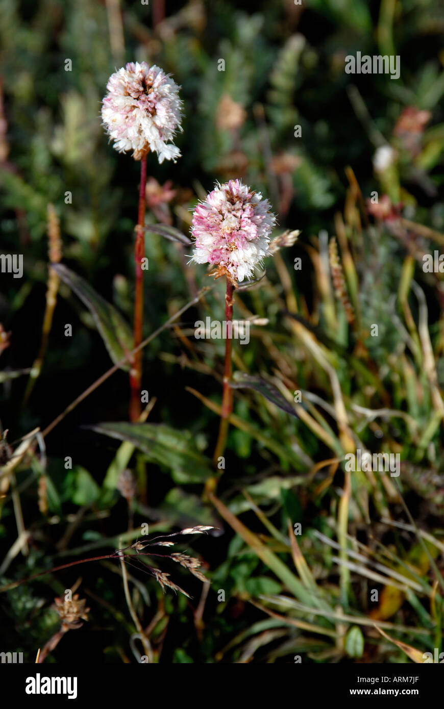 American Bistort flowers Polygonum bistortoides blooming above treeline ...