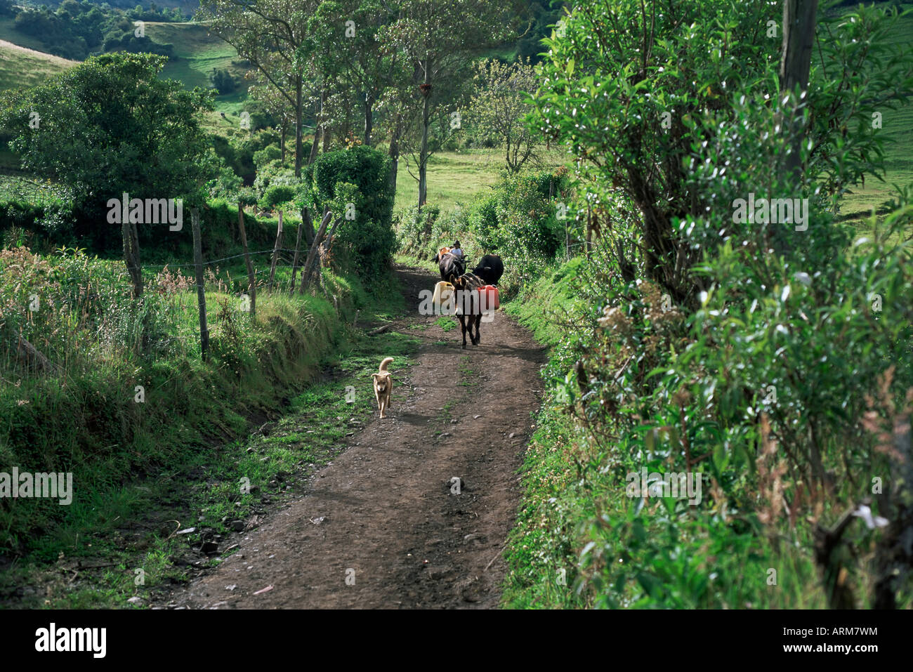 Dog leads the way for donkey and keeper, near Cotopaxi volcano, Ecuador ...