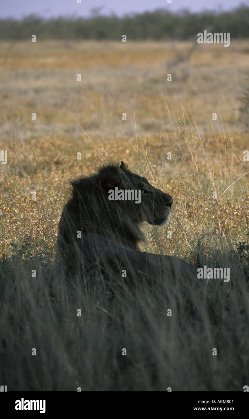 MALE LION RESTING UNDER SHADED TREE Stock Photo - Alamy