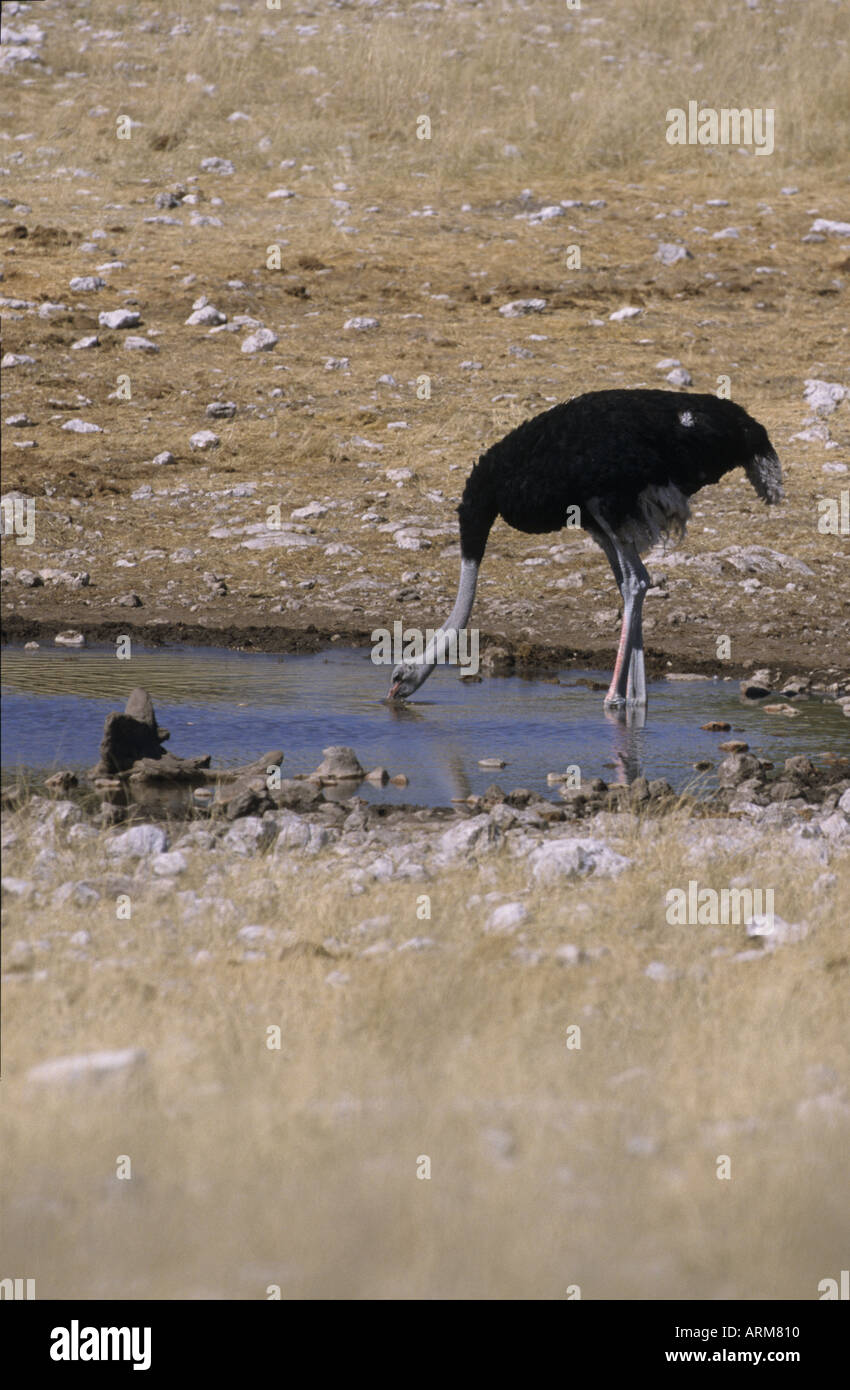 OSTRICH DRINKING AT WATERHOLE Stock Photo - Alamy