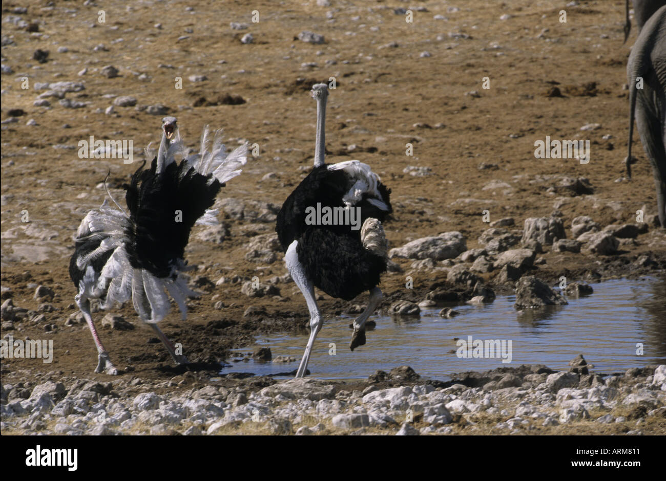 OSTRICHES FIGHTING AT WATERHOLE Stock Photo - Alamy