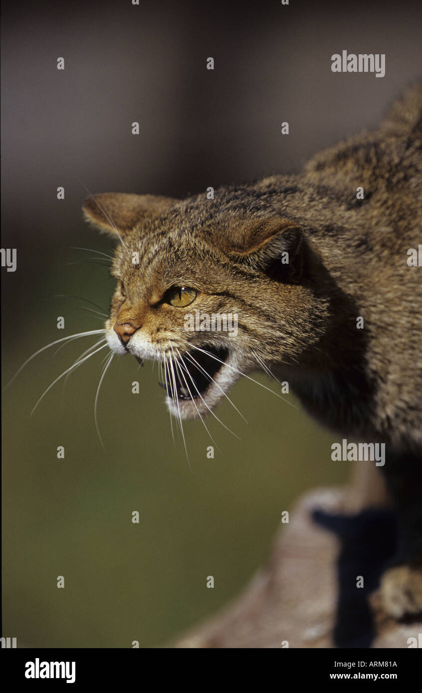 SCOTTISH WILDCAT UK SHOW HIS FANGS AND HISSING Stock Photo - Alamy