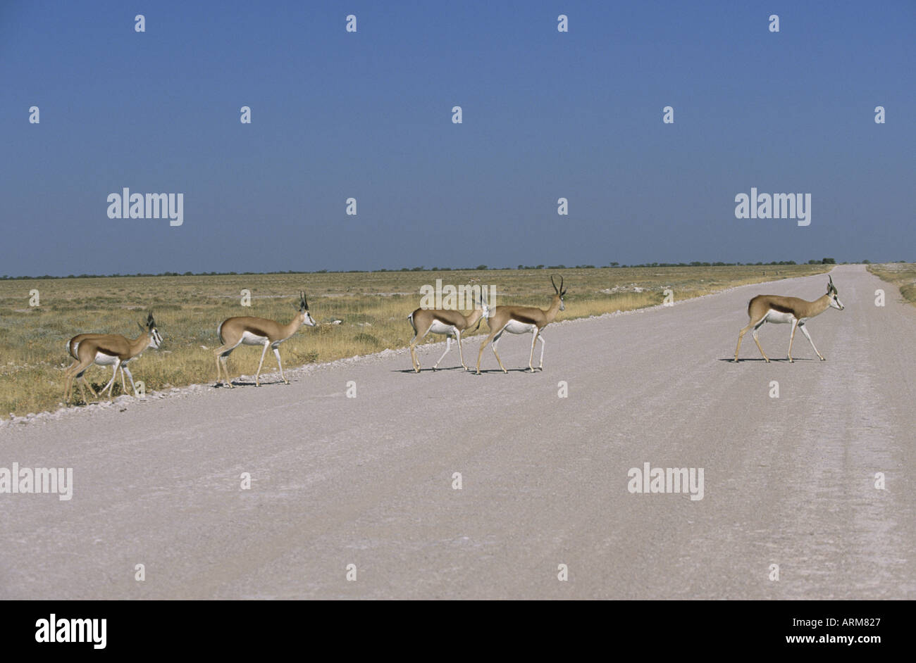 SPRINGBOKS CROSSING ROAD Stock Photo - Alamy