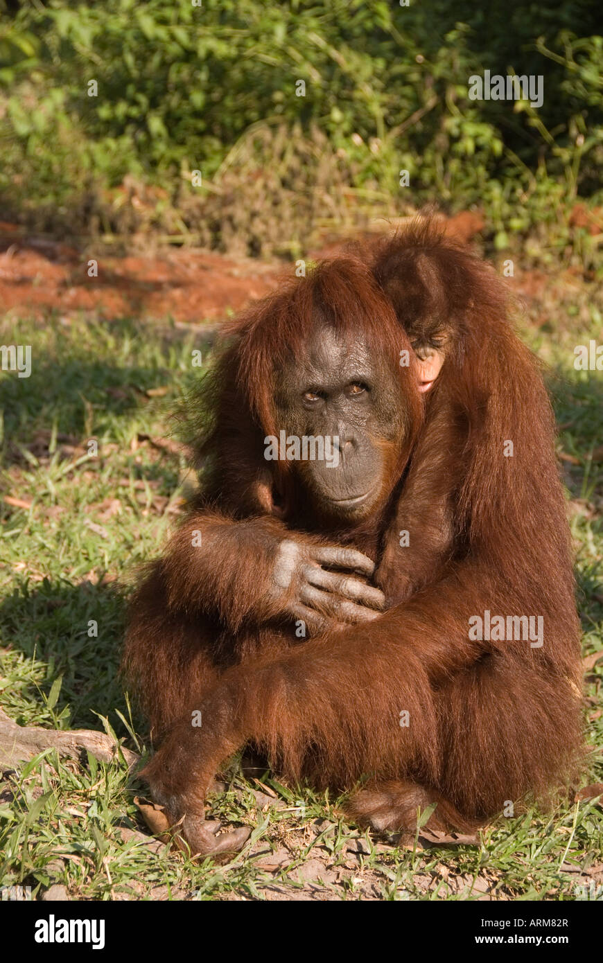 Female orangutan hi-res stock photography and images - Alamy