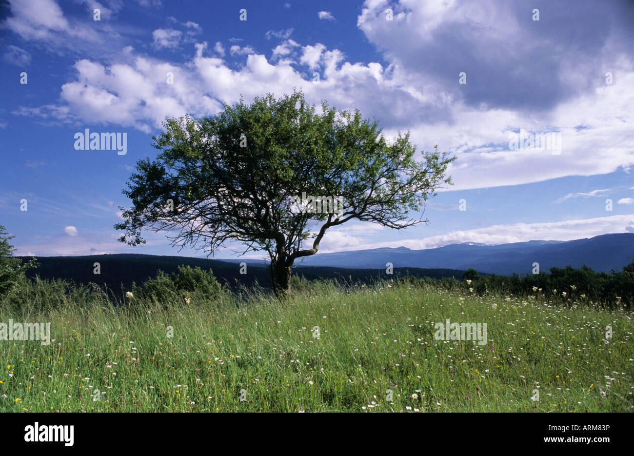 Standalone Tree High Resolution Stock Photography and Images - Alamy