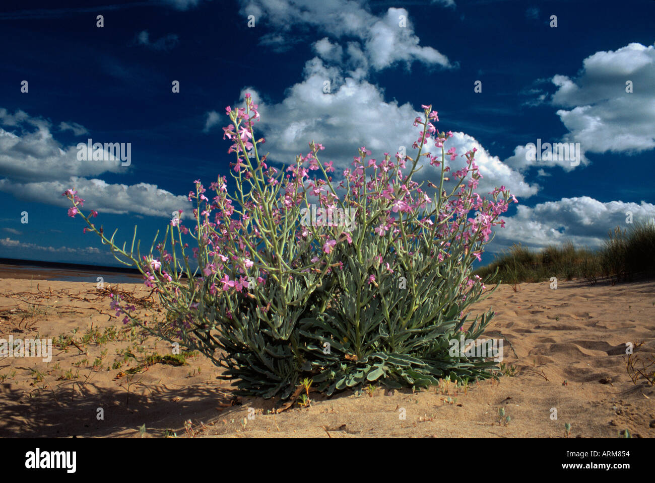 Sea Stock Matthiola Sinuata High Resolution Stock Photography and ...