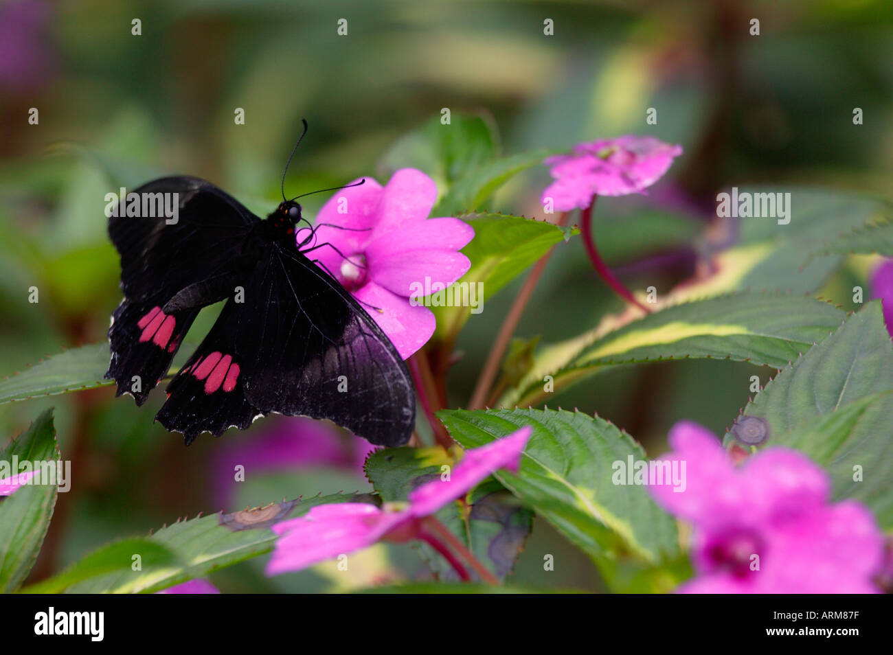 A Ruby spotted swallowtail Papilio anchisiades butterfly Stock Photo ...