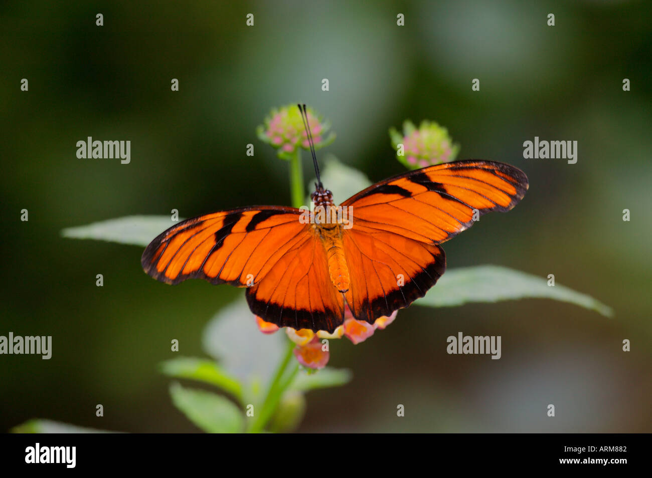 A Banded Orange Dryadula phaetusa butterfly Stock Photo - Alamy
