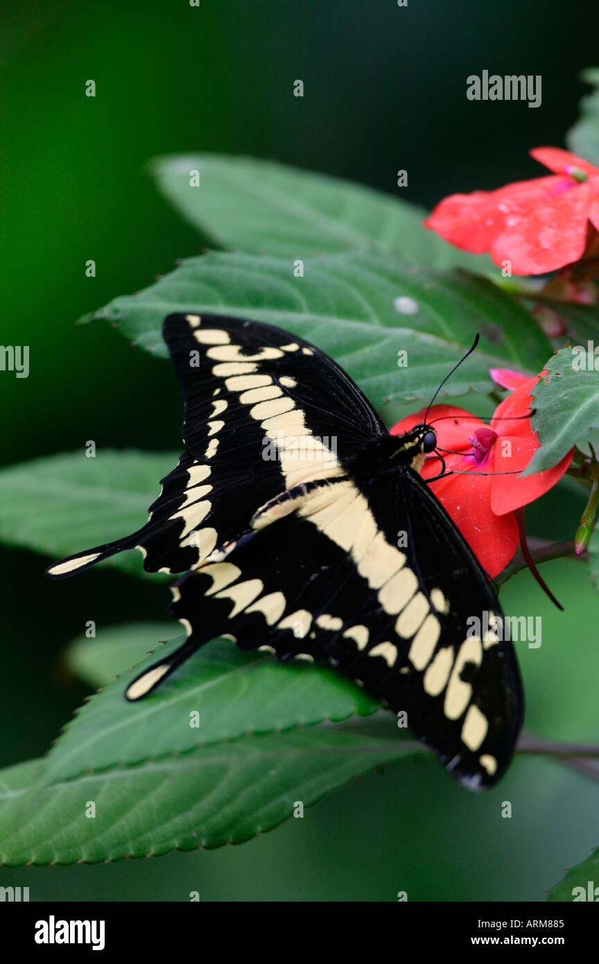 Butterfly observatory hi-res stock photography and images - Alamy