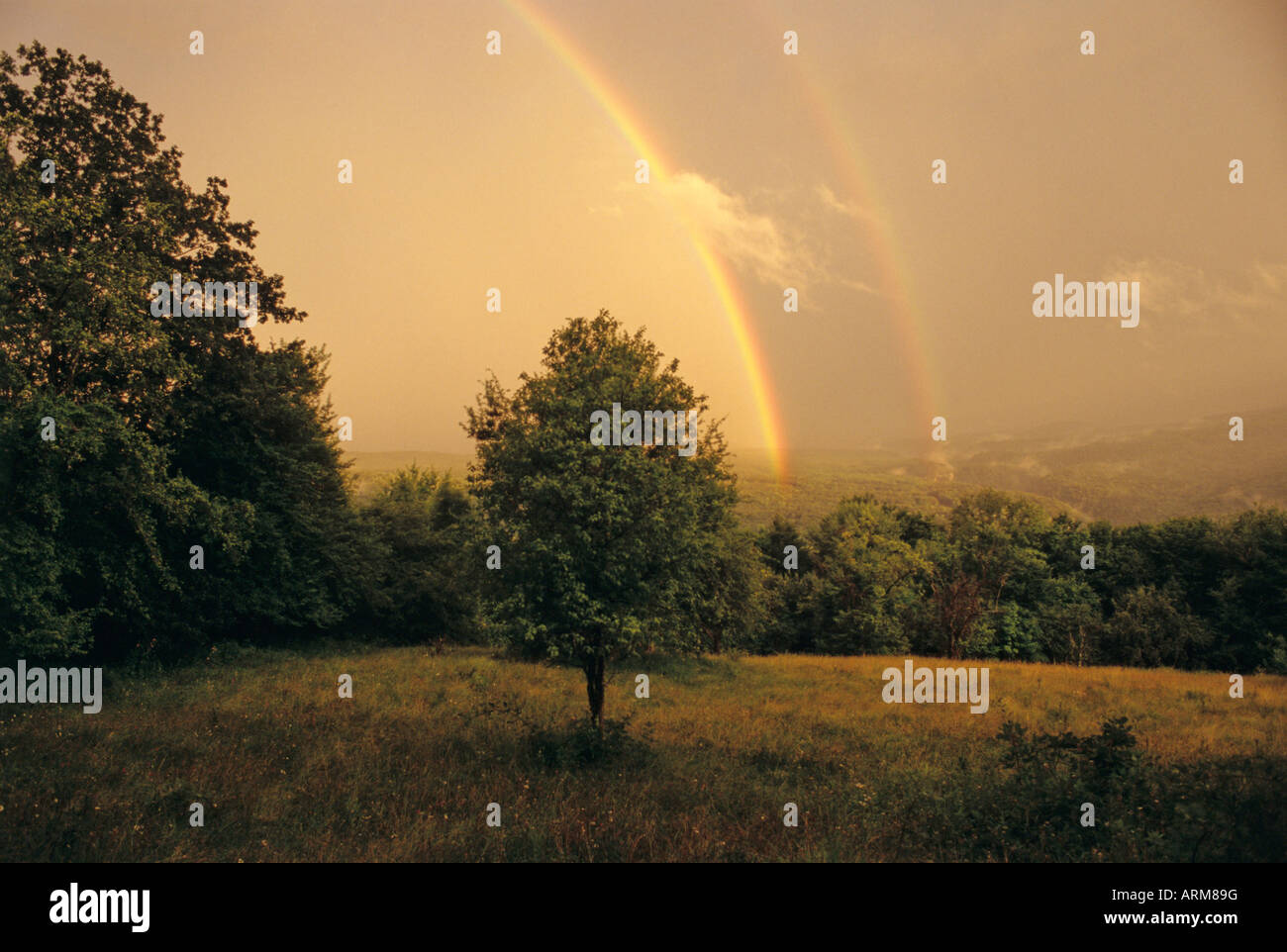 Double color tree hi-res stock photography and images - Alamy