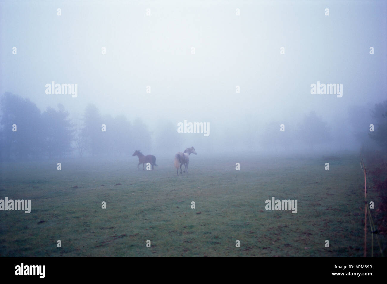 Horse silhouette with negative space hi-res stock photography and ...