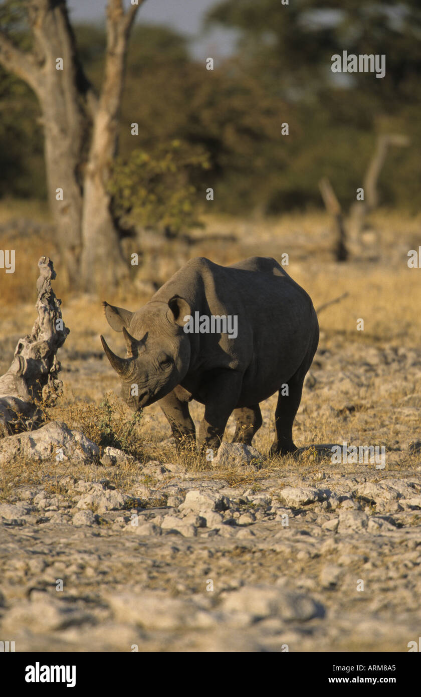 Massive and heavy species hi-res stock photography and images - Alamy