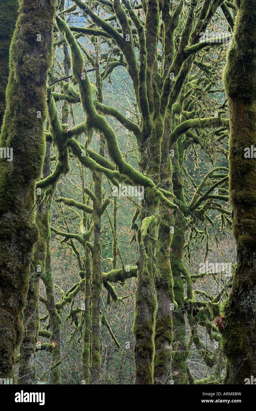 Moss covered maple trees, Dosewallips campground, Olympic National Park ...