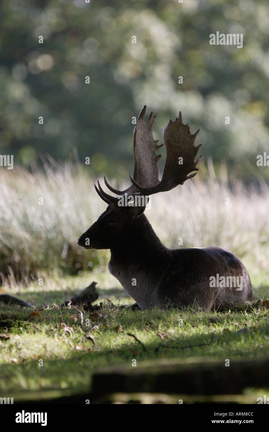 FALLOW DEER STAG LYING DOWN UNDER TREES SUSSEX UK Stock Photo - Alamy