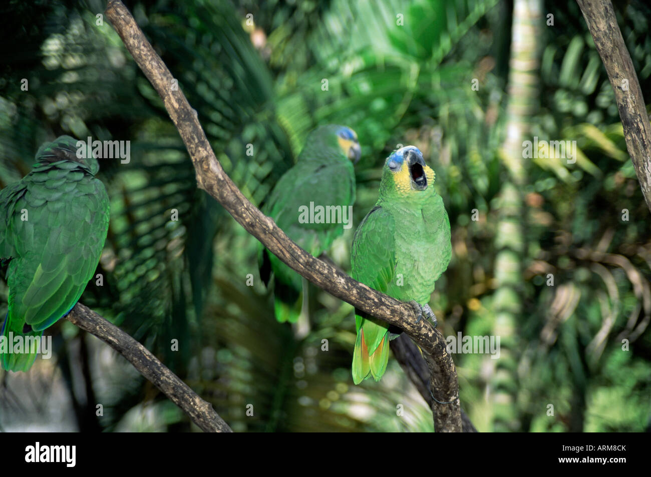 Parrots of venezuela hi-res stock photography and images - Alamy