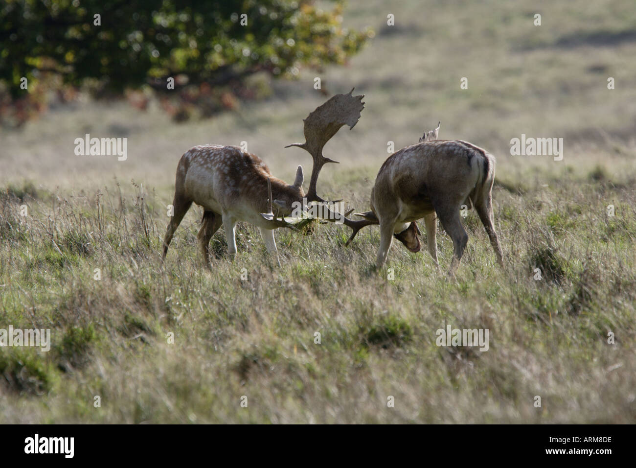 Clashing antlers hi-res stock photography and images - Alamy