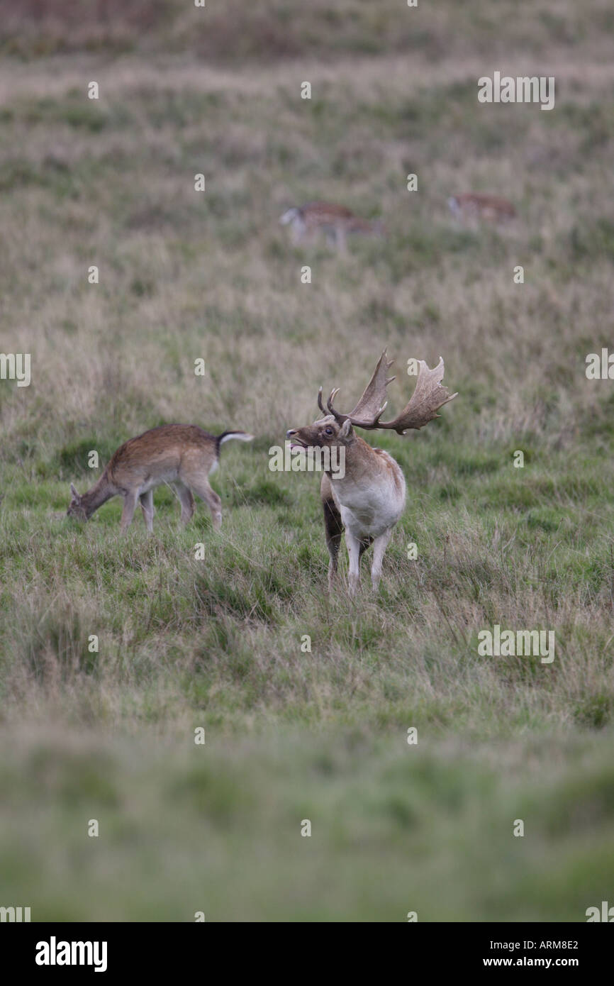 Stag in autumn sussex hi-res stock photography and images - Alamy