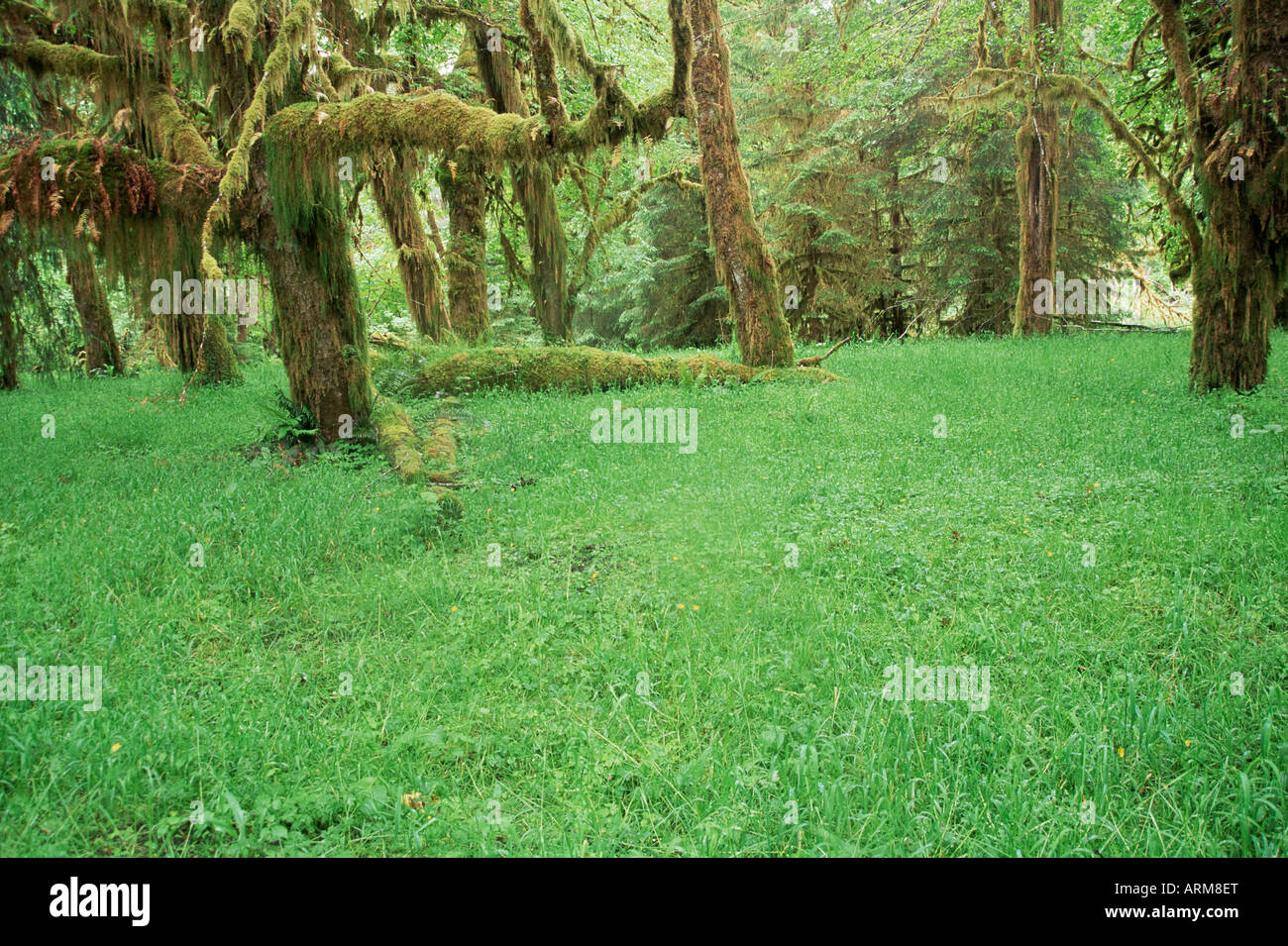 Grass and maple trees in temperate rain forest, Queets River, Olympic ...