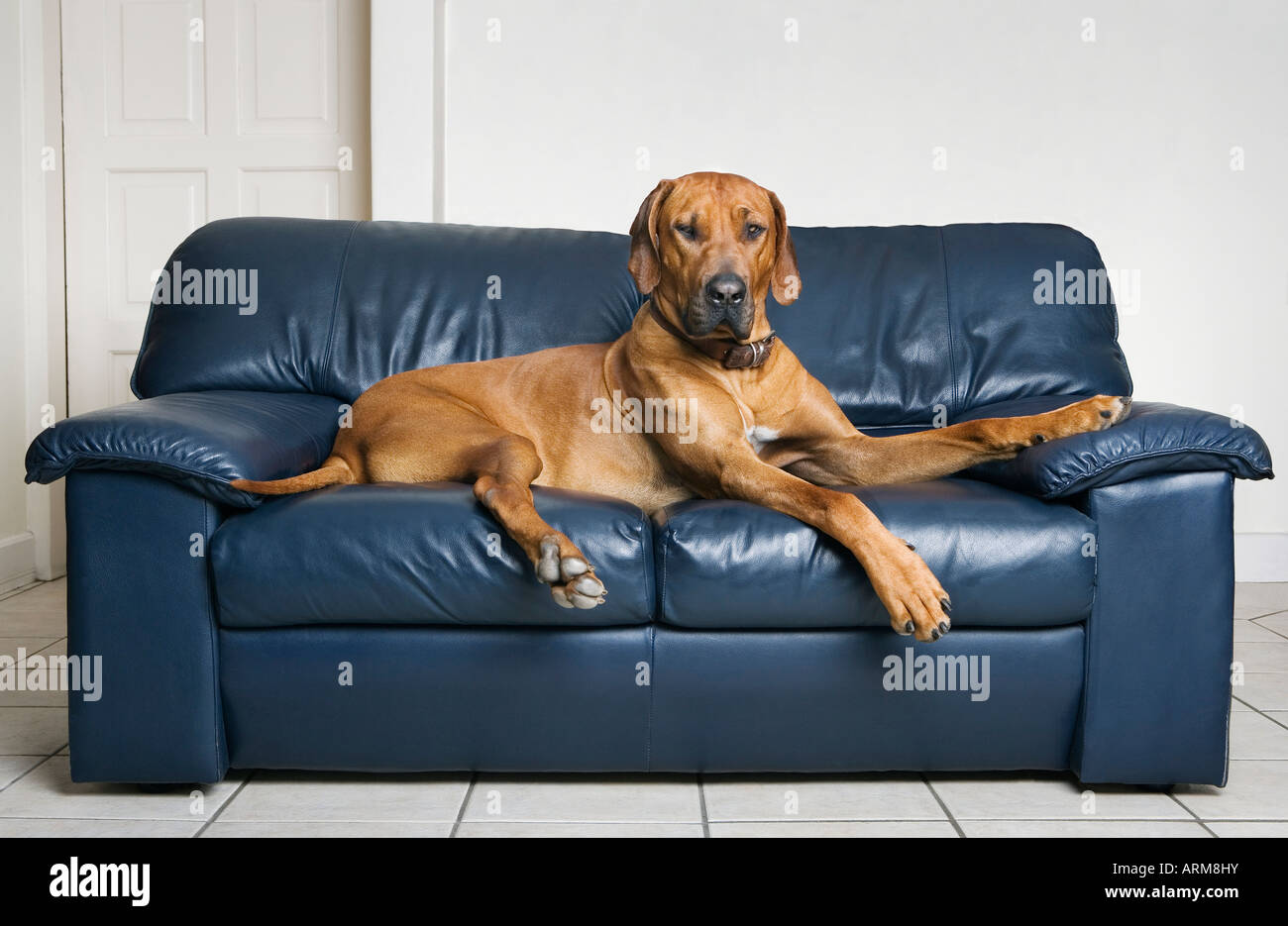 Rhodesian ridge back dog lying on sofa Stock Photo - Alamy