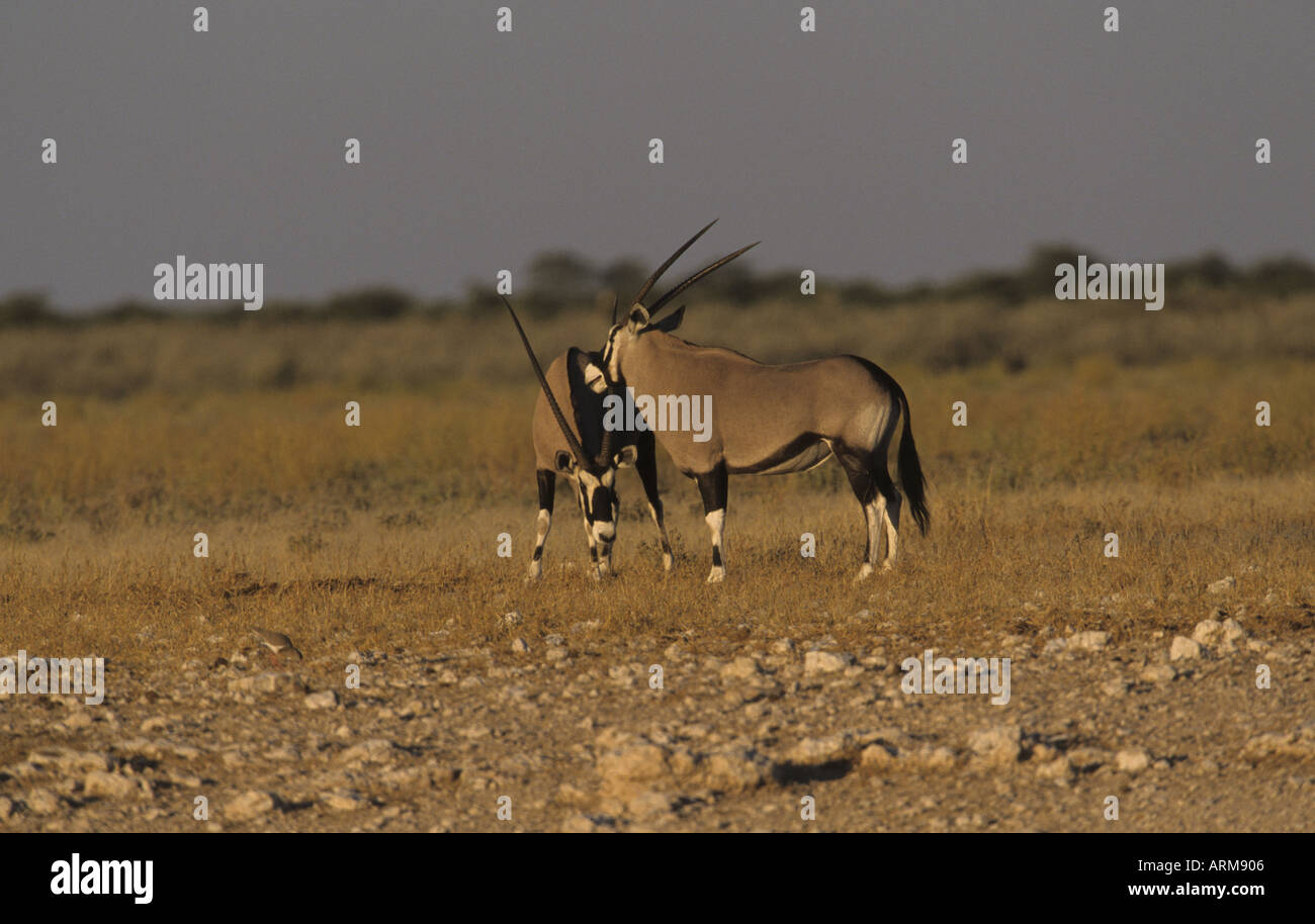 GEMSBOK RUBBING UP TOGETHER NAMIBIA Stock Photo - Alamy