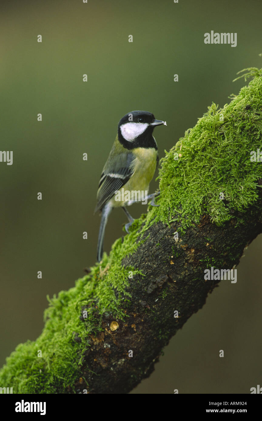 Great Tit parus major Bird Stock Photo - Alamy