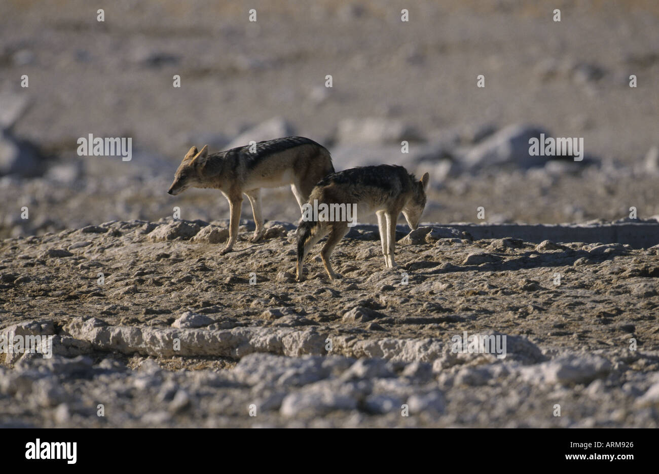 BLACK BACKED JACKALS AFRICA Stock Photo - Alamy