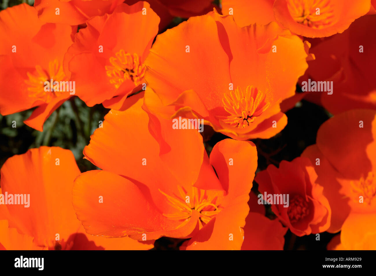 Antelope Valley California Poppy Reserve Lancaster California Stock ...