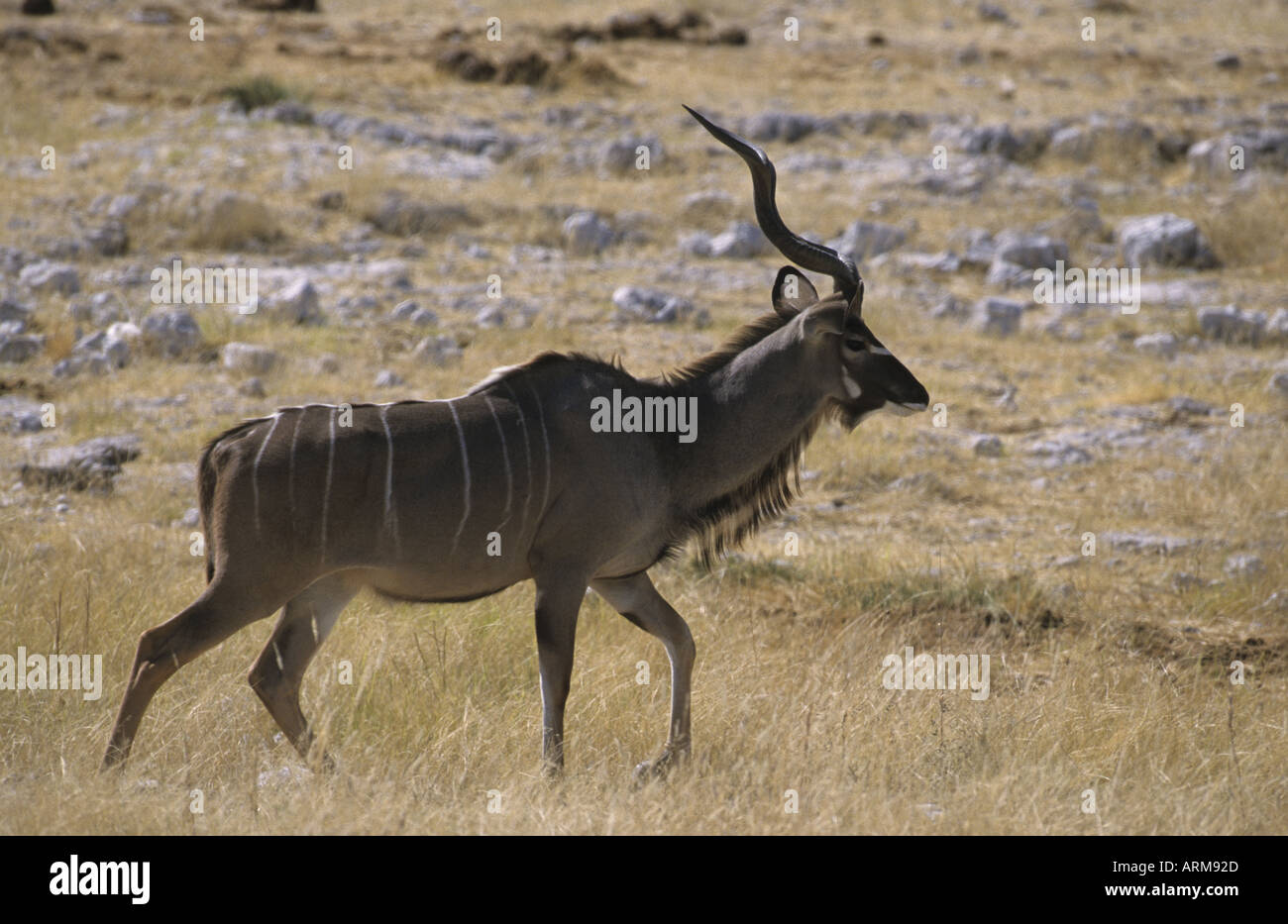 KUDU WALKING IN THE BUSH NAMIBIA Stock Photo - Alamy