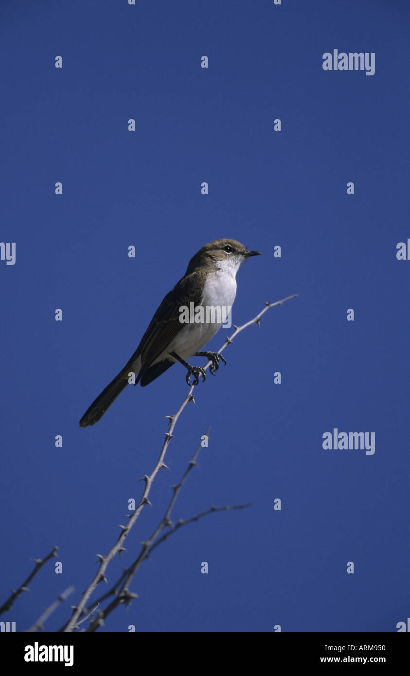 Marico flycatcher hi-res stock photography and images - Alamy