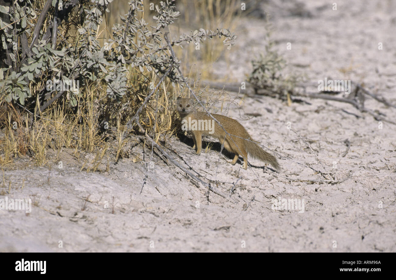 Mongoose africa snake hi-res stock photography and images - Alamy