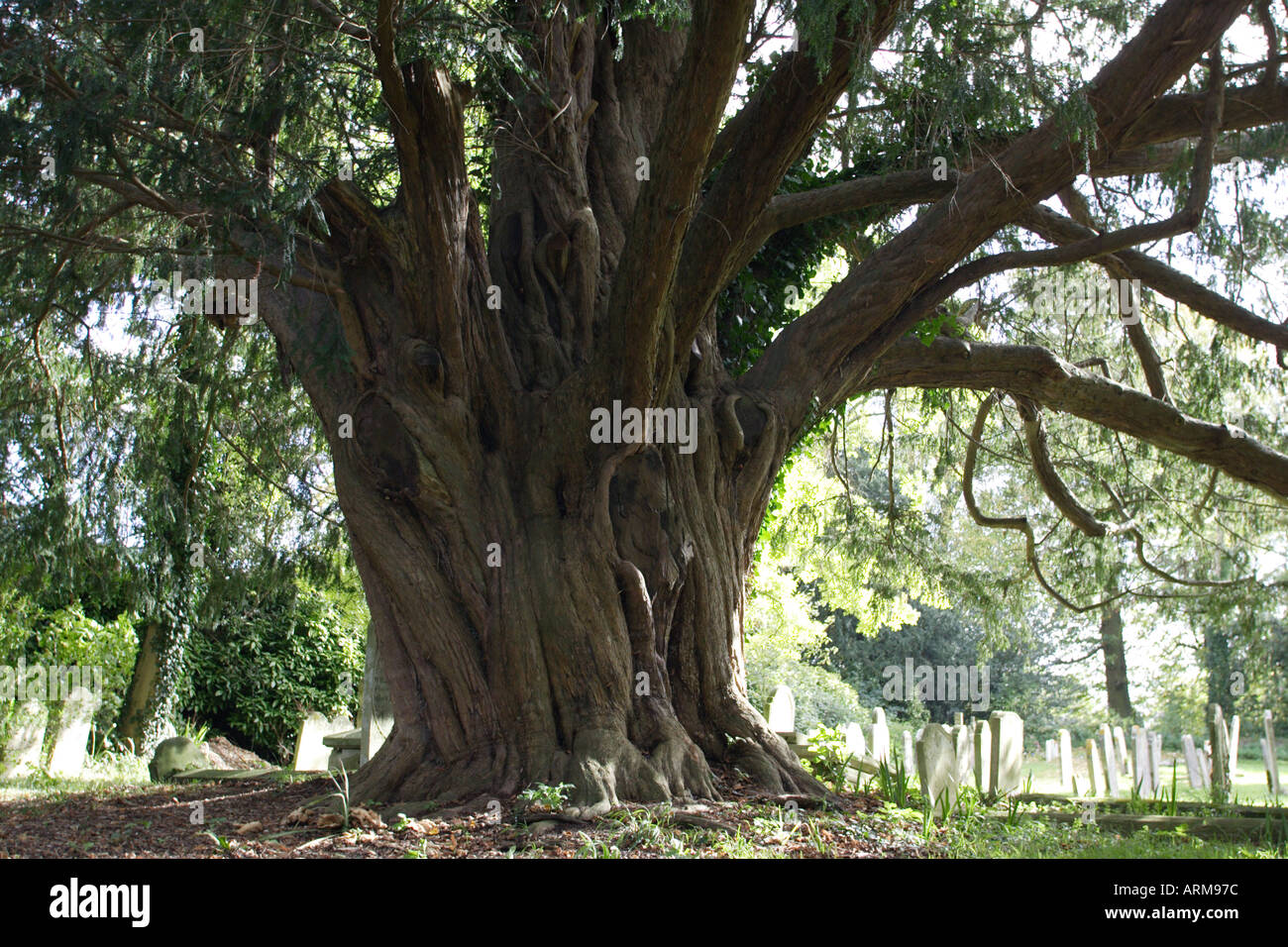 ANCIENT YEW TREE IN CHURCH YARD SUSSEX UK Stock Photo - Alamy
