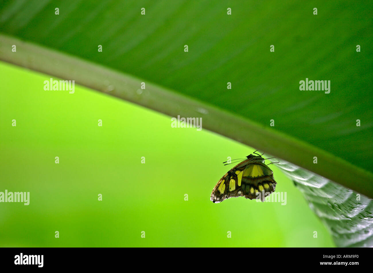 Butterfly rain shelter hi-res stock photography and images - Alamy