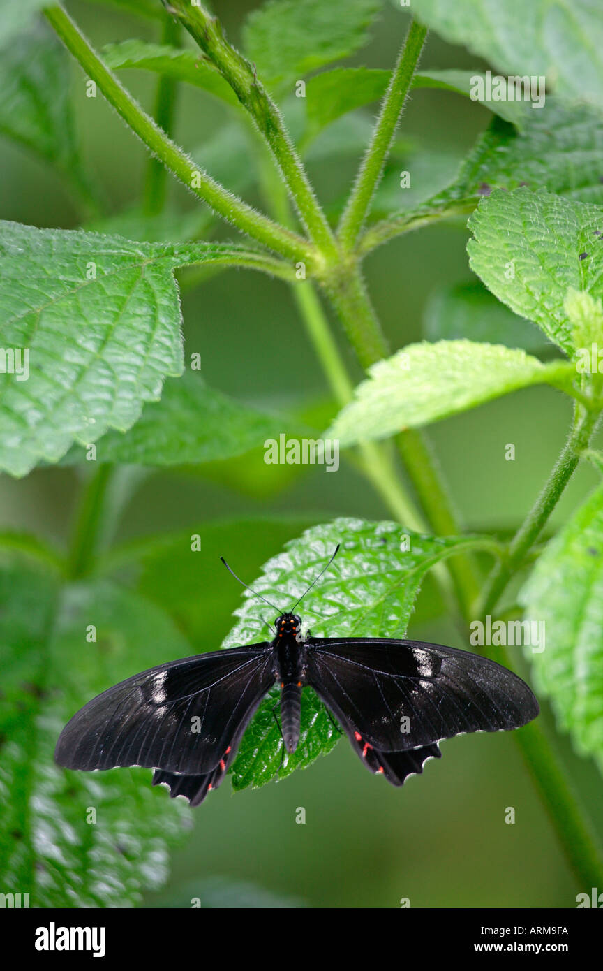 A Ruby spotted swallowtail Stock Photo - Alamy