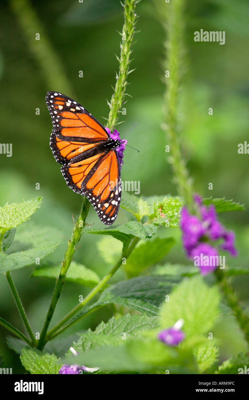 A Monarch Danaus plexippus butterfly at the Butterfly Observatory La ...