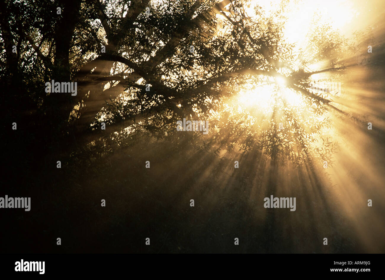 Light rays through trees, Grafrath, Bavaria, Germany, Europe Stock ...