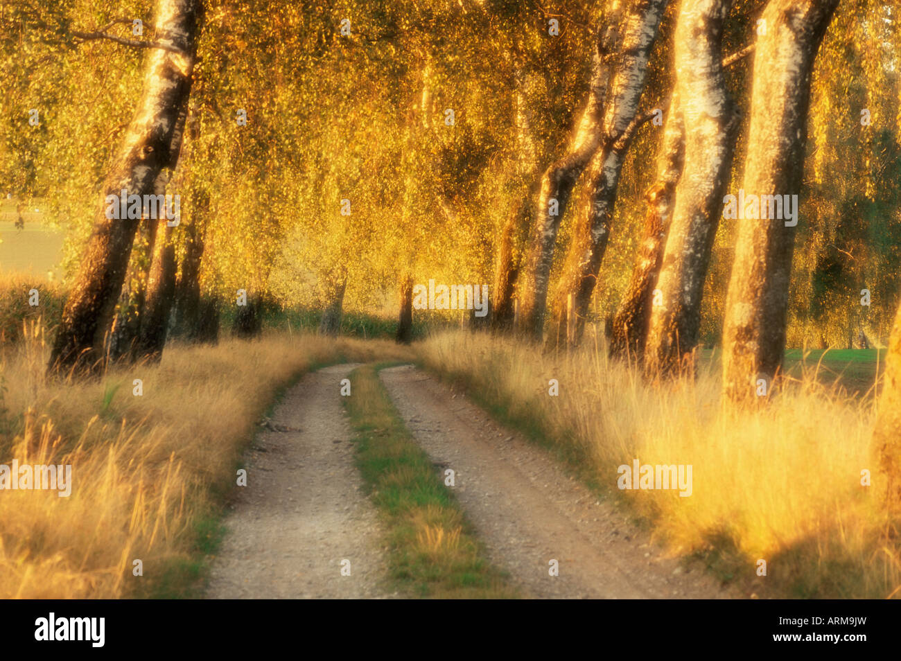 Avenue of birch trees in evening light, Bavaria, Germany, Europe Stock ...