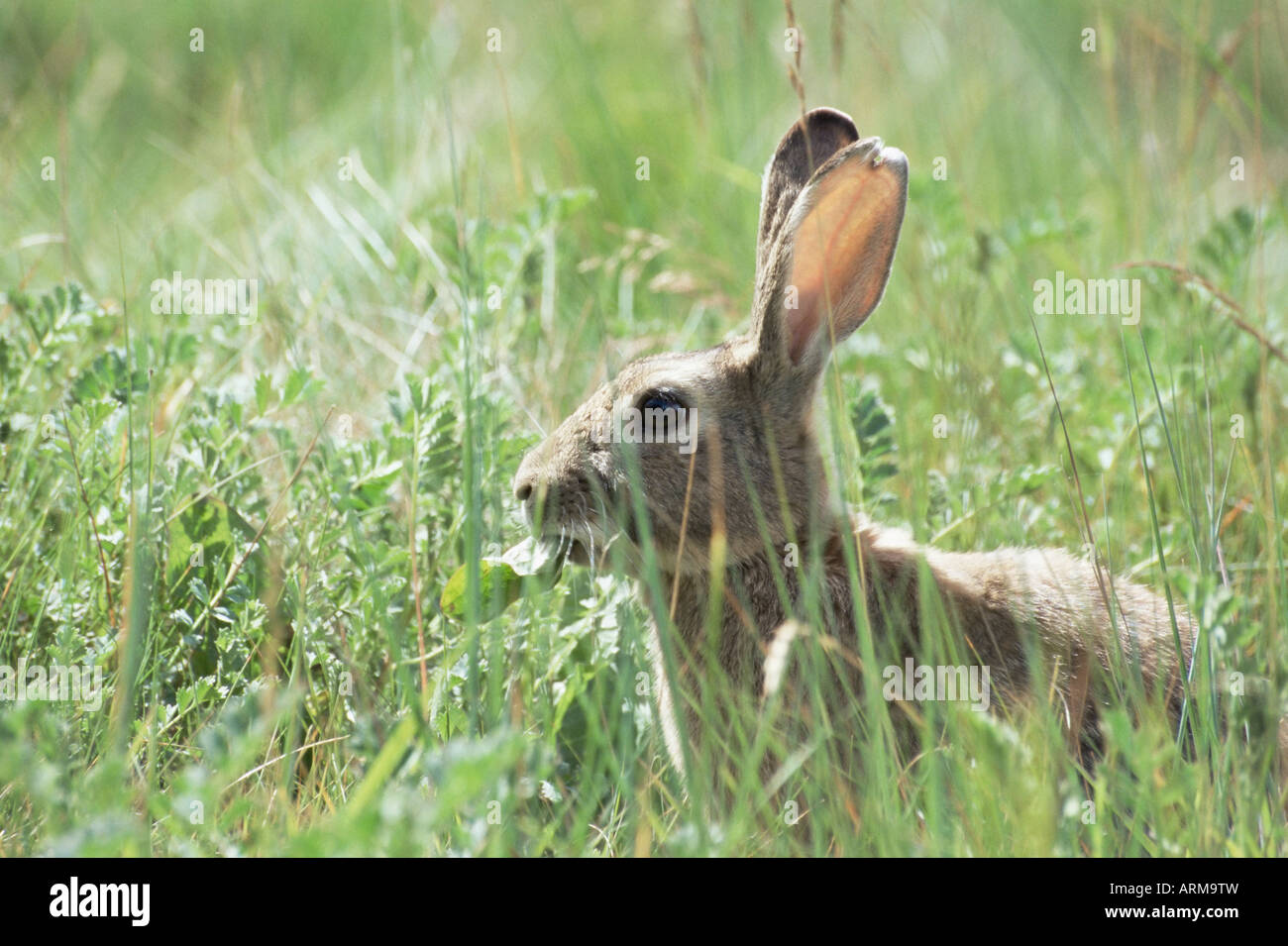 Rabbit, Tierra del Fuego, Argentina, South America Stock Photo - Alamy