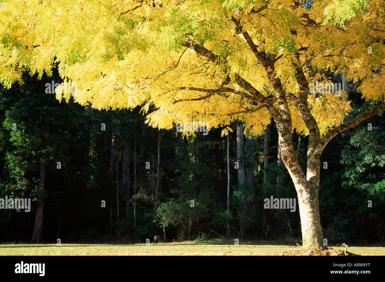 Golden robinia, Marysville, Victoria, Australia, Pacific Stock Photo ...