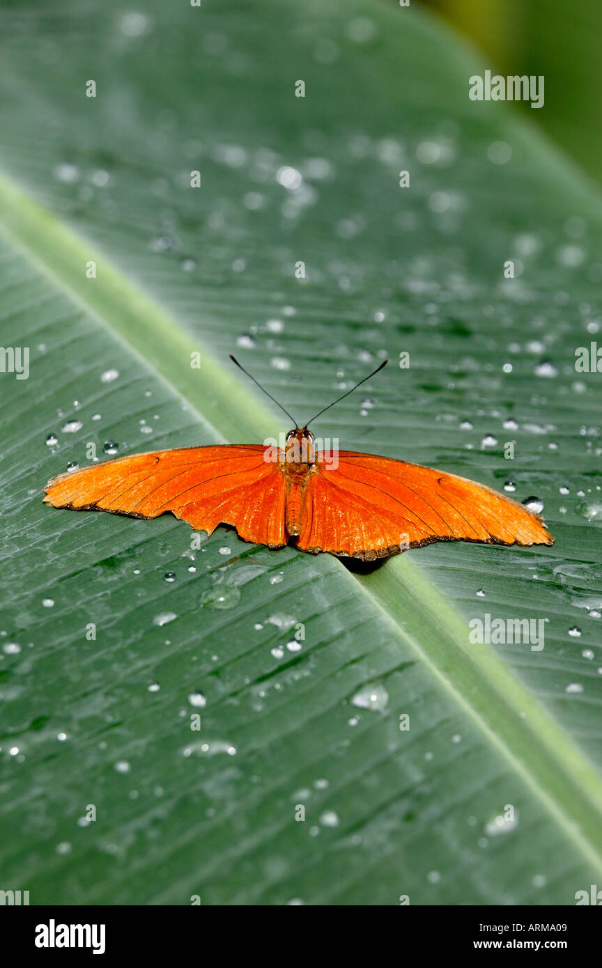 A Julia Dryas iulia at the world s largest Butterfly Observatory La Paz ...