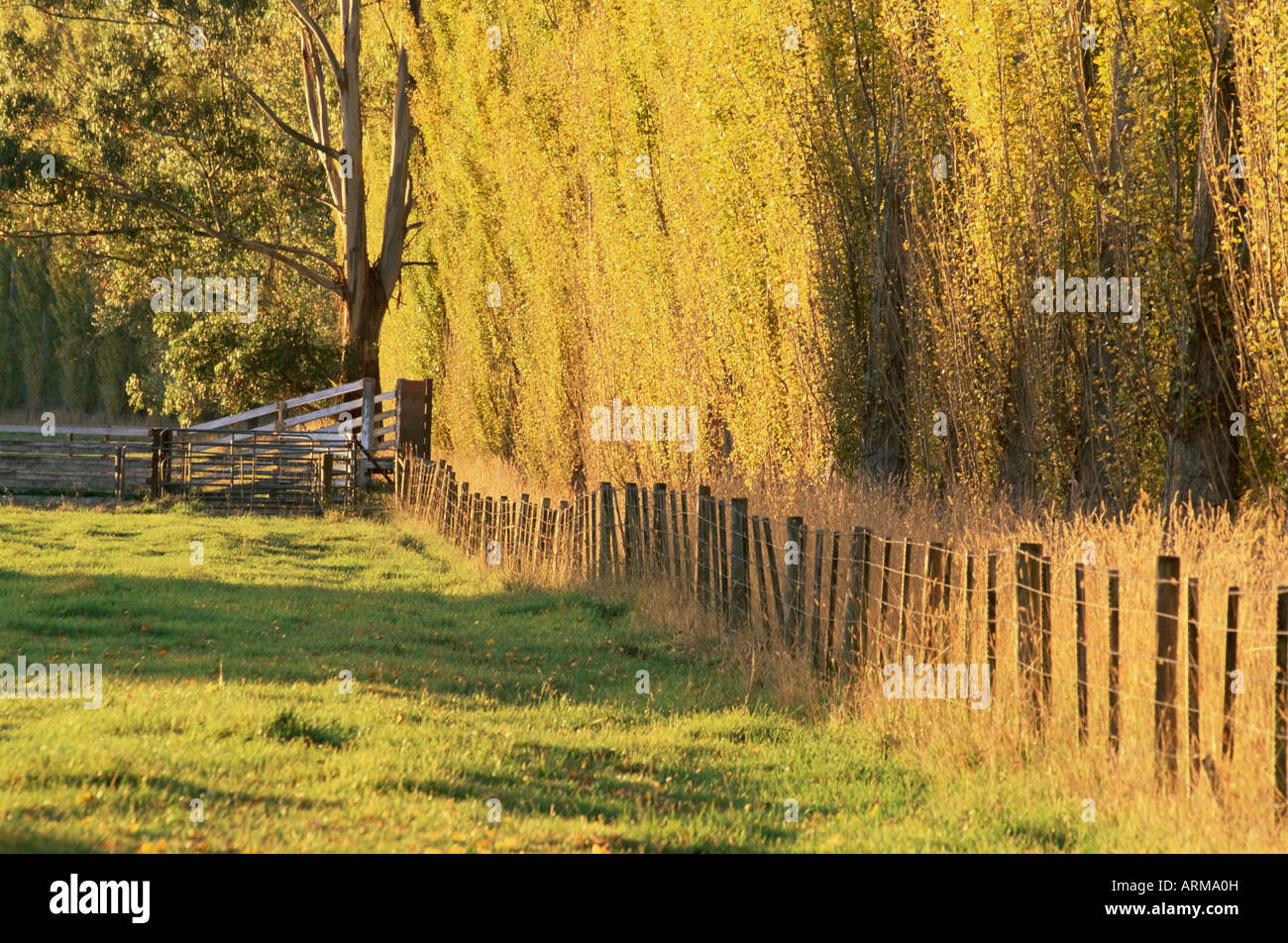 Poplar trees, Marysville, Victoria, Australia, Pacific Stock Photo - Alamy