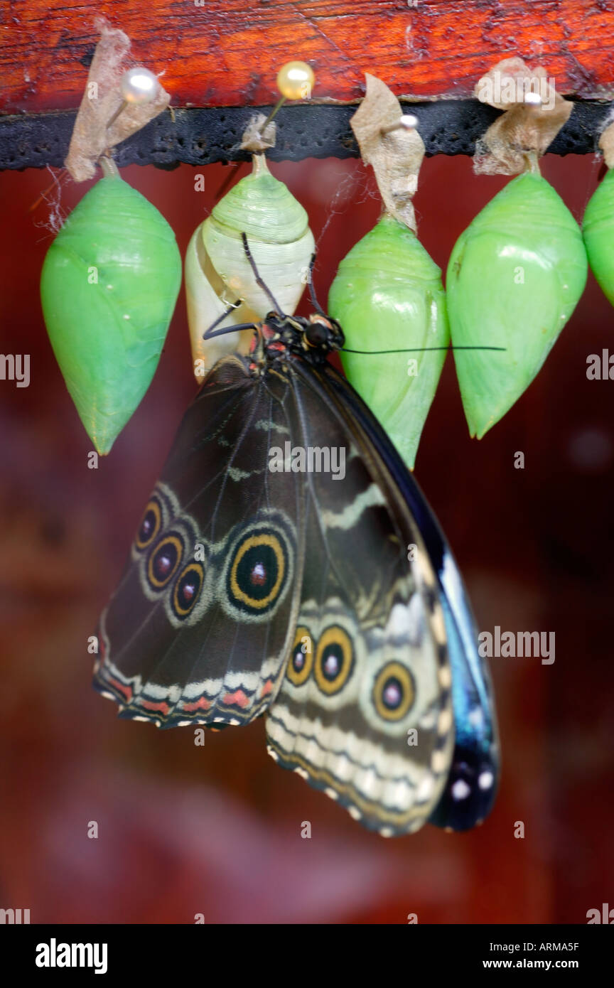 A Blue Morpho Morpho peleides larva at the Butterfly Observatory at the ...