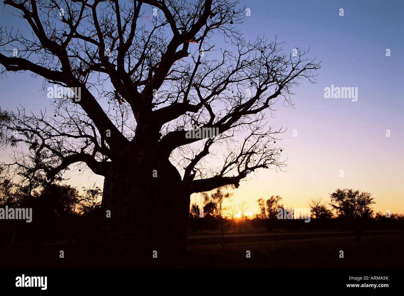 Boab tree and gravel road, Kimberley, Western Australia, Australia ...