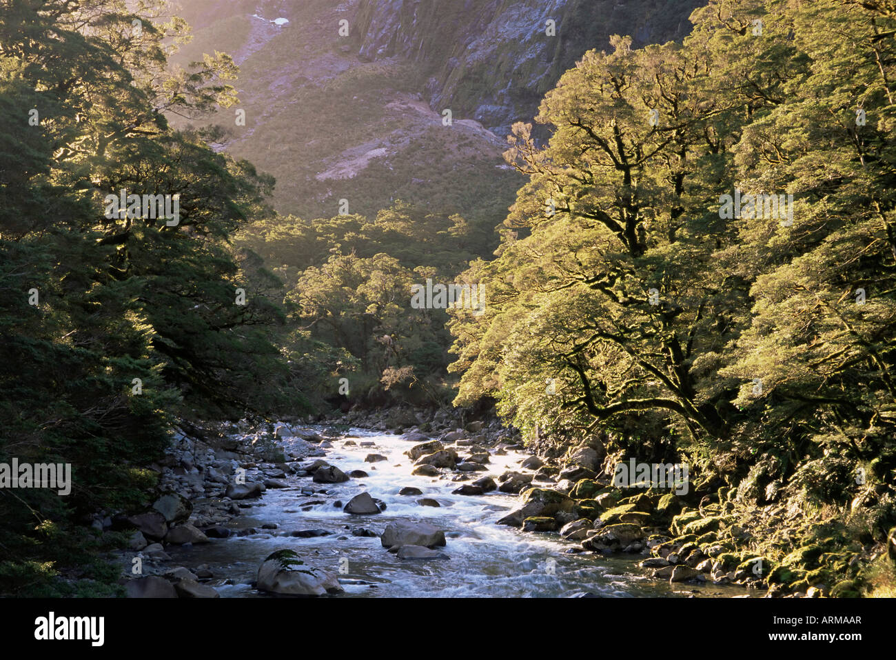 Hollyford River and beech trees, South Island, New Zealand, Pacific ...