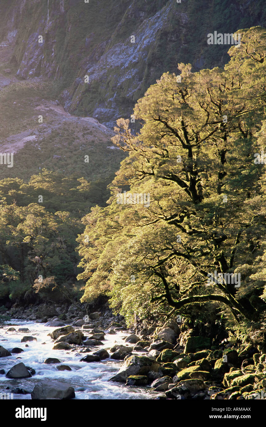 Hollyford River and beech trees, South Island, New Zealand, Pacific ...