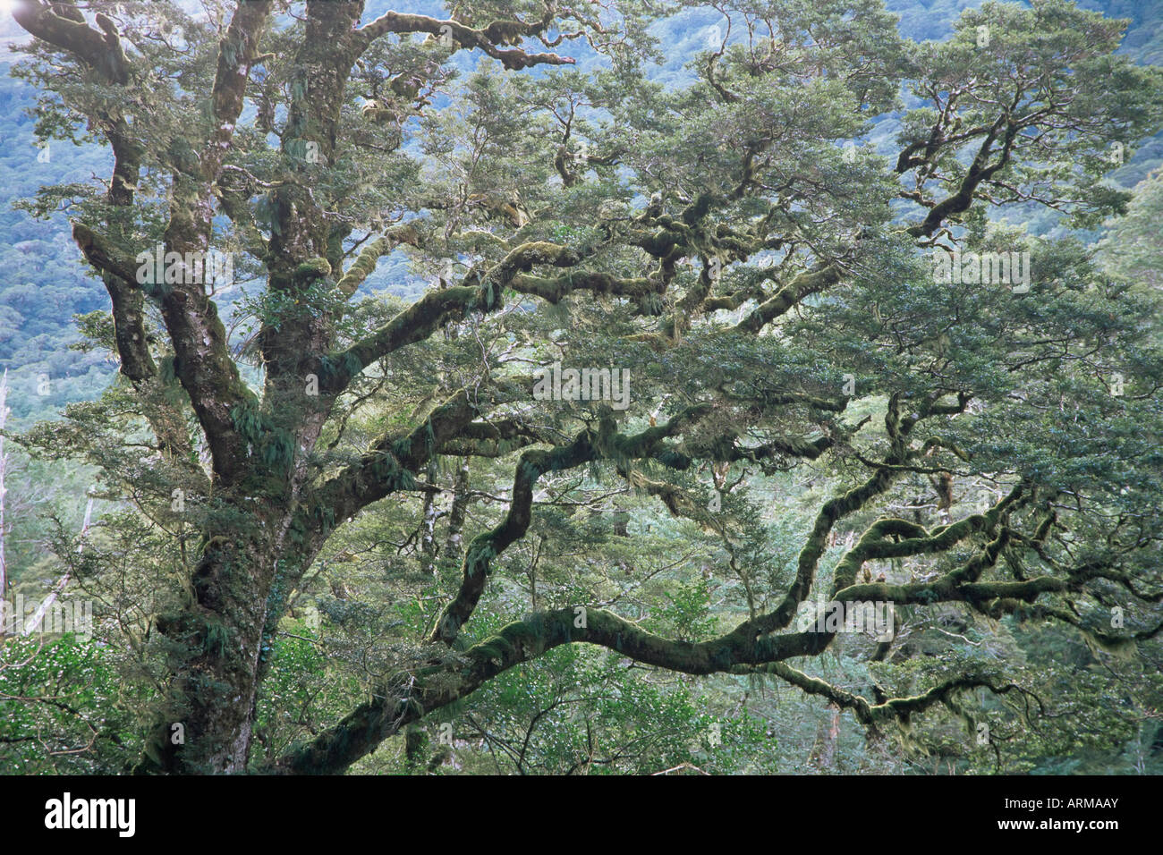 Beech Tree New Trees Grow From The Trunk Of A Fallen Beech Tree,