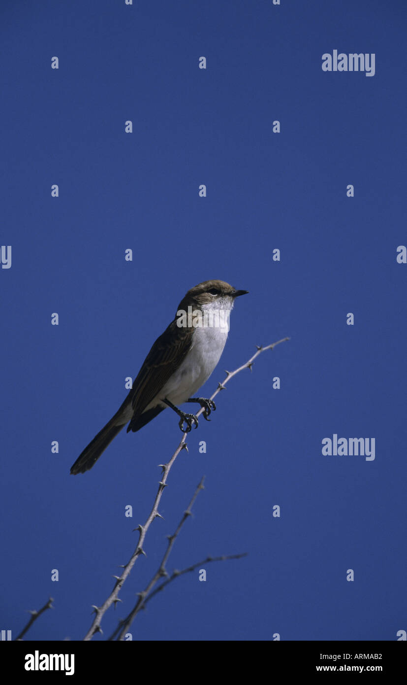 Marico flycatcher hi-res stock photography and images - Alamy