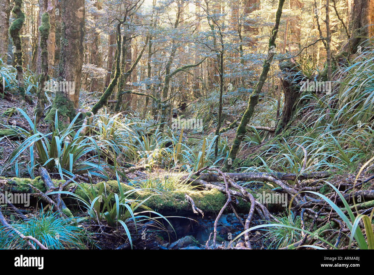 Kahurangi national park mount arthur hi-res stock photography and ...