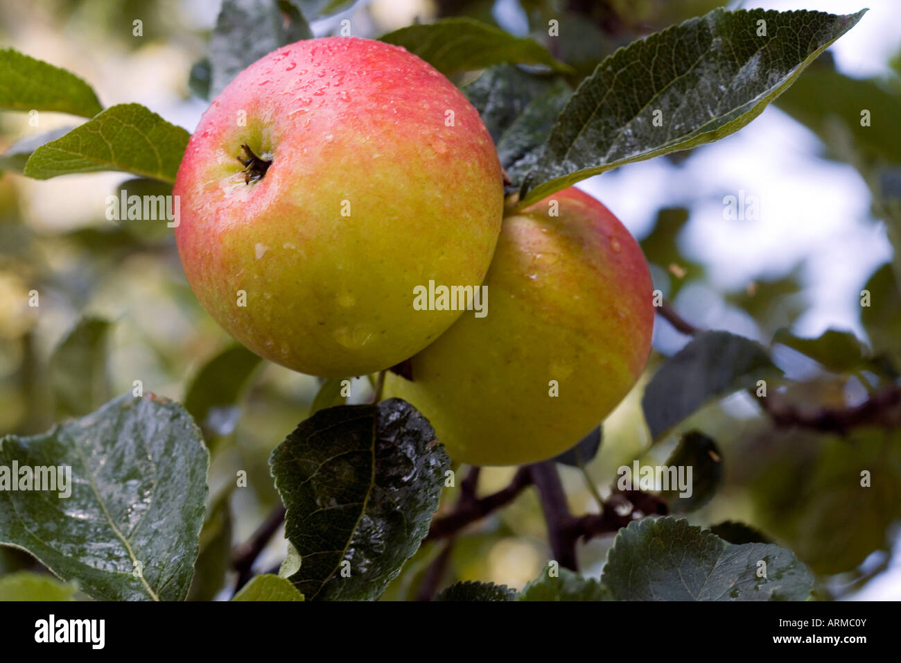 Rosy red ripe apples hi-res stock photography and images - Alamy